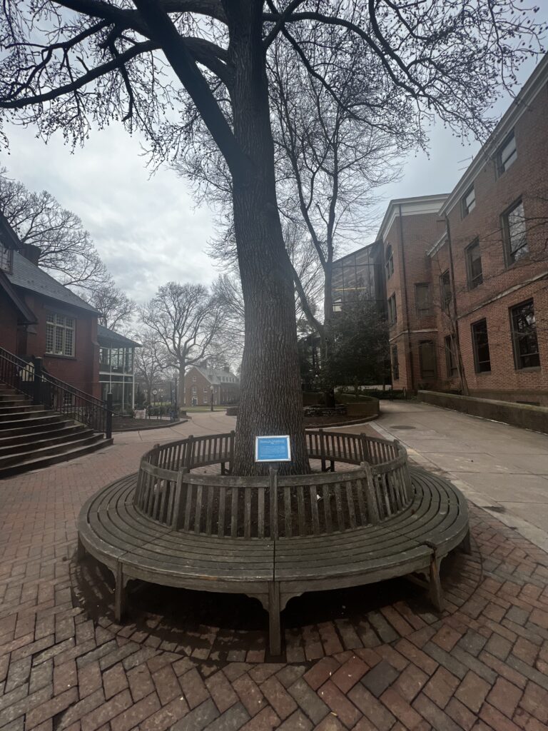 Protest Tree: Our Improved Freedom of Expression - THE COLLEGE REPORTER